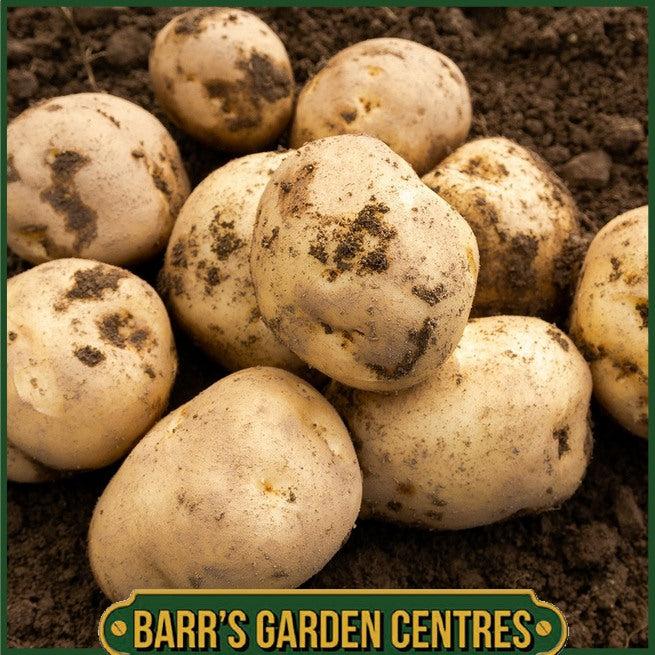 Foremost Potatoes 2KG – Barrs Garden Centres