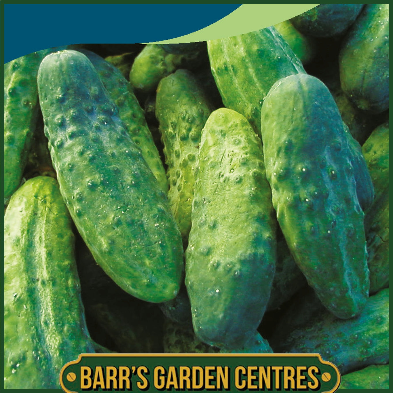 Johnsons - Cucumber (gherkin) Bohemia F1 - 20 Seeds – Barrs Garden Centres