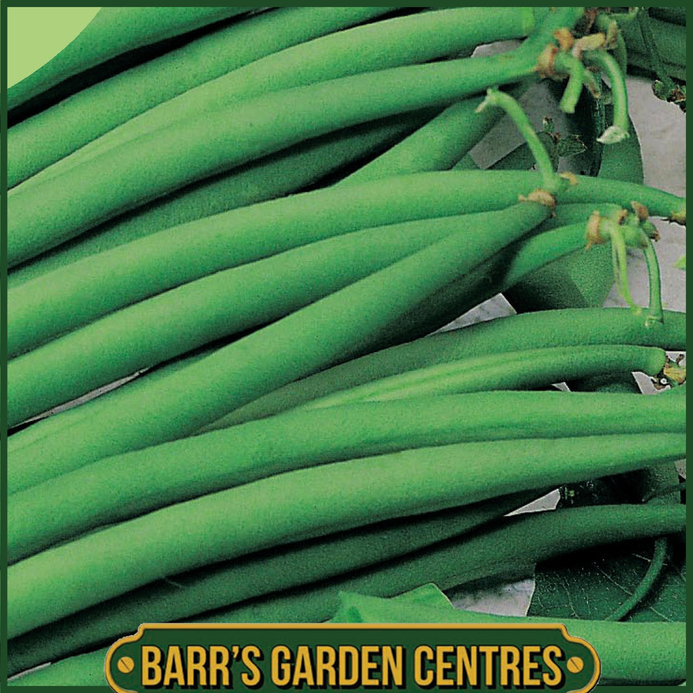 Johnsons - Dwarf French Bean Hilton - 100 Seeds – Barrs Garden Centres