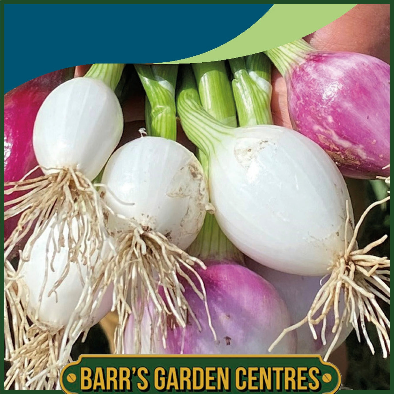 Johnsons - Onion (spring) Bulbous Mix - 250 Seeds – Barrs Garden Centres