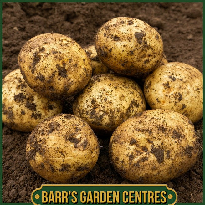 Orla Potatoes 2KG – Barrs Garden Centres