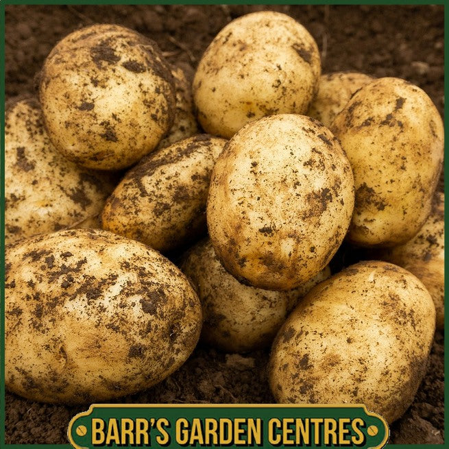 Nadine Potatoes 2KG – Barrs Garden Centres
