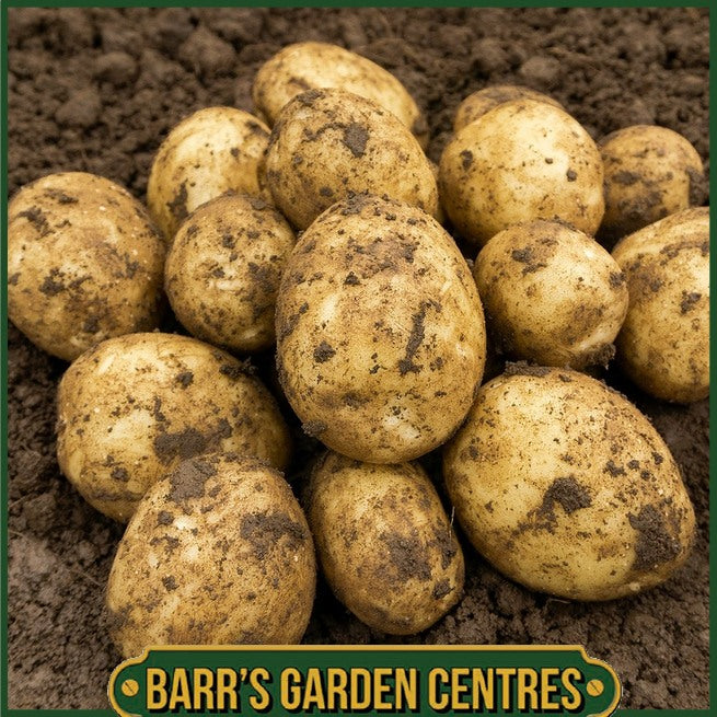 Gemson Potatoes 2KG – Barrs Garden Centres