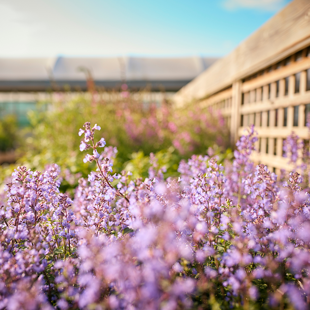 The Olive Tree Coffee Shop – Barrs Garden Centres