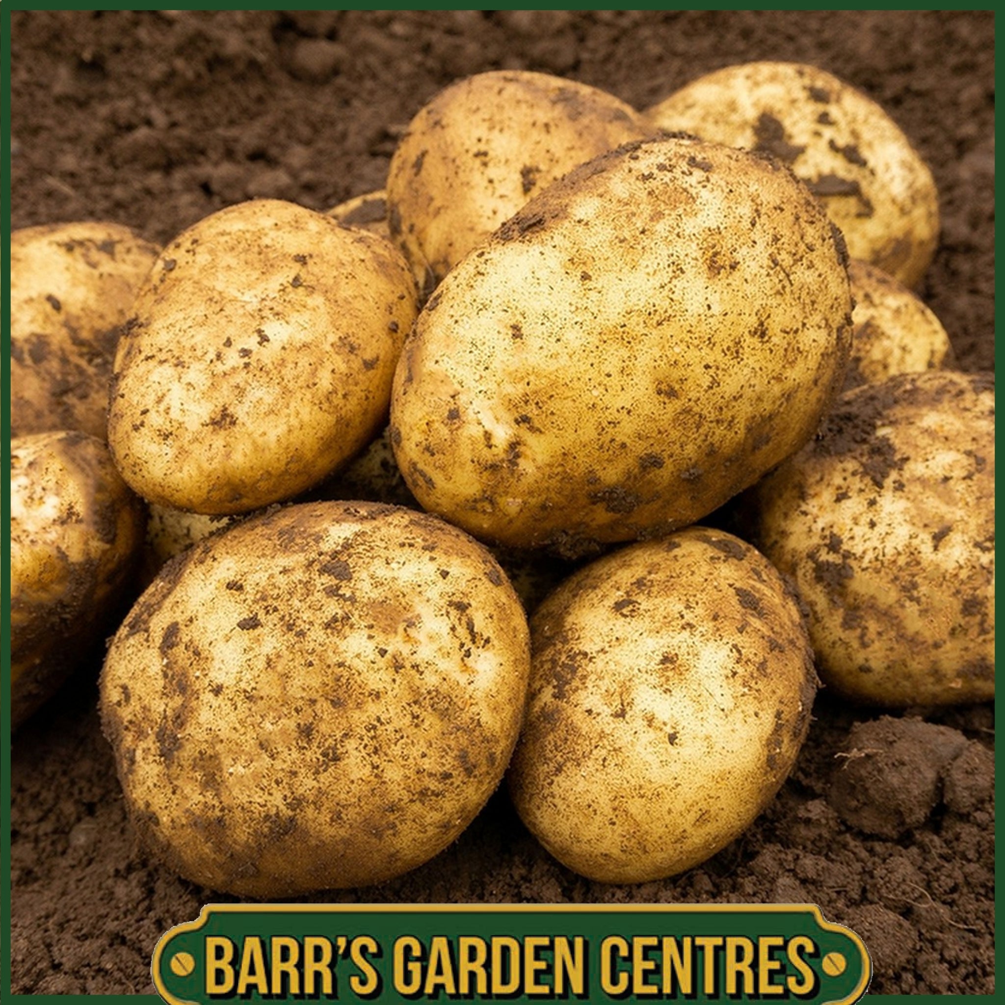 SpudMan Melody Seed Potatoes Taster Pack (6 Pack) – Barrs Garden Centres